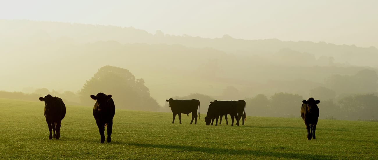 How to Body Condition Score a Cow | West Feeds, Inc.